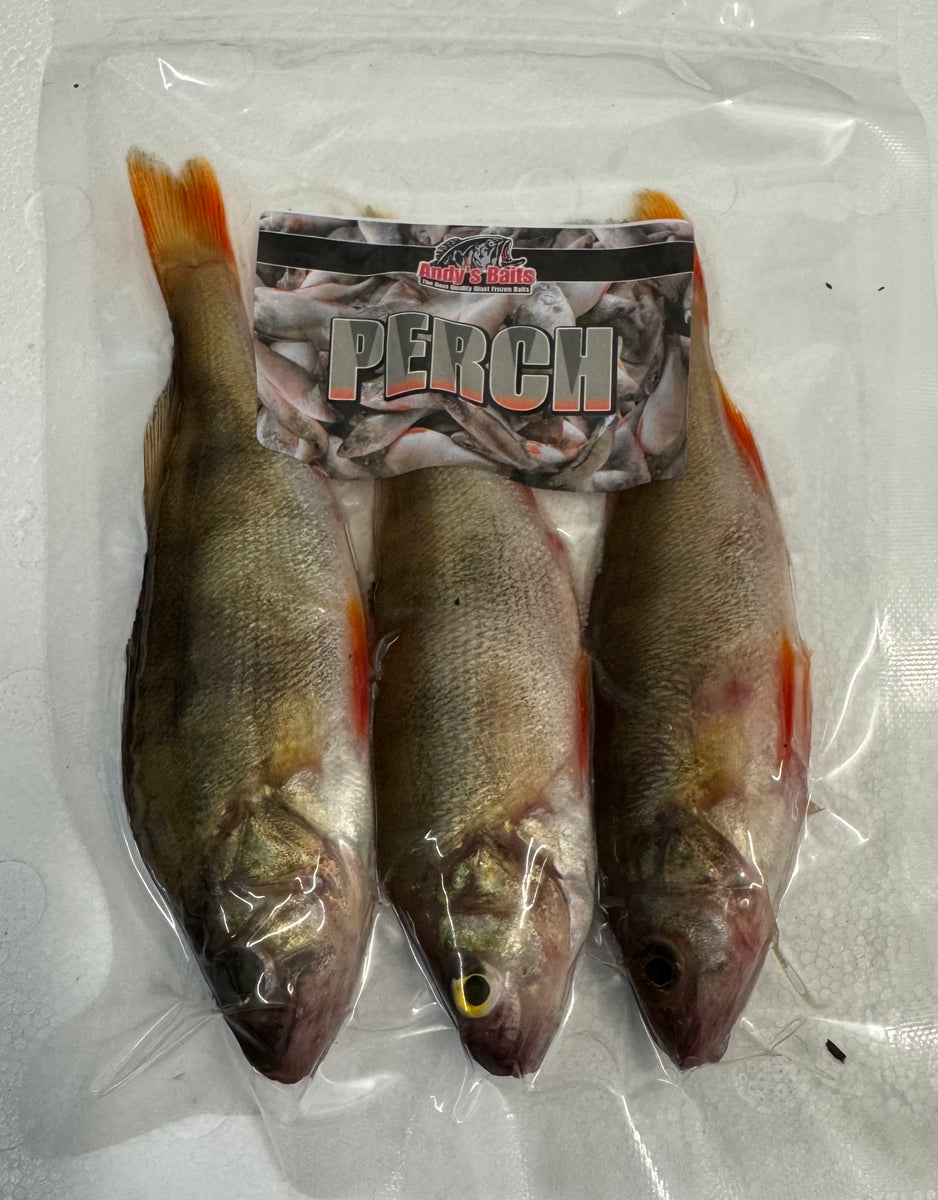 Perch Medium – Baits'R'Us