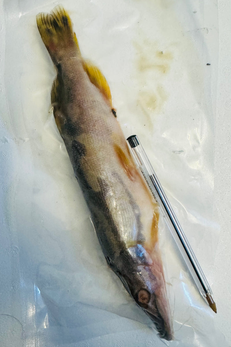Jack Pike – Baits'R'Us
