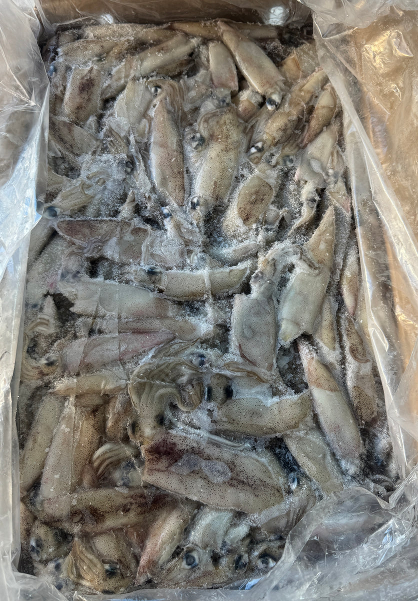 10kg Squid Box (New Stock) – Baits'R'Us