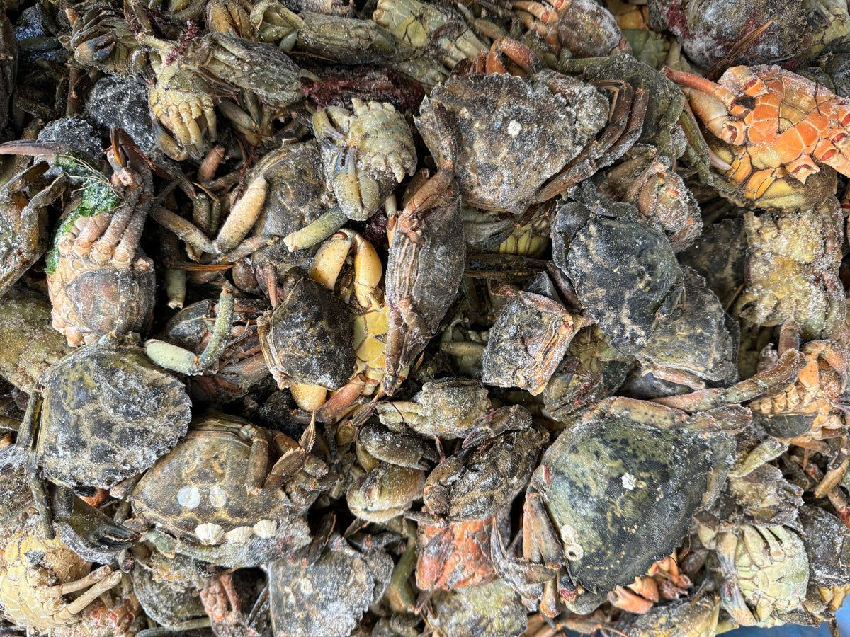 New! Shore Crab – Baits'R'Us