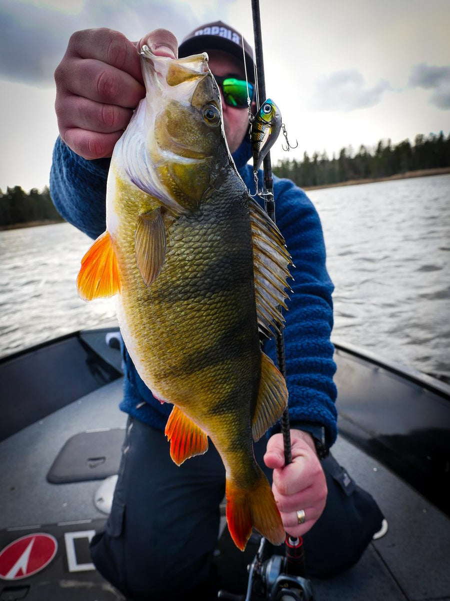 Rapala Rippin' Rap - Live Perch – Baits'R'Us